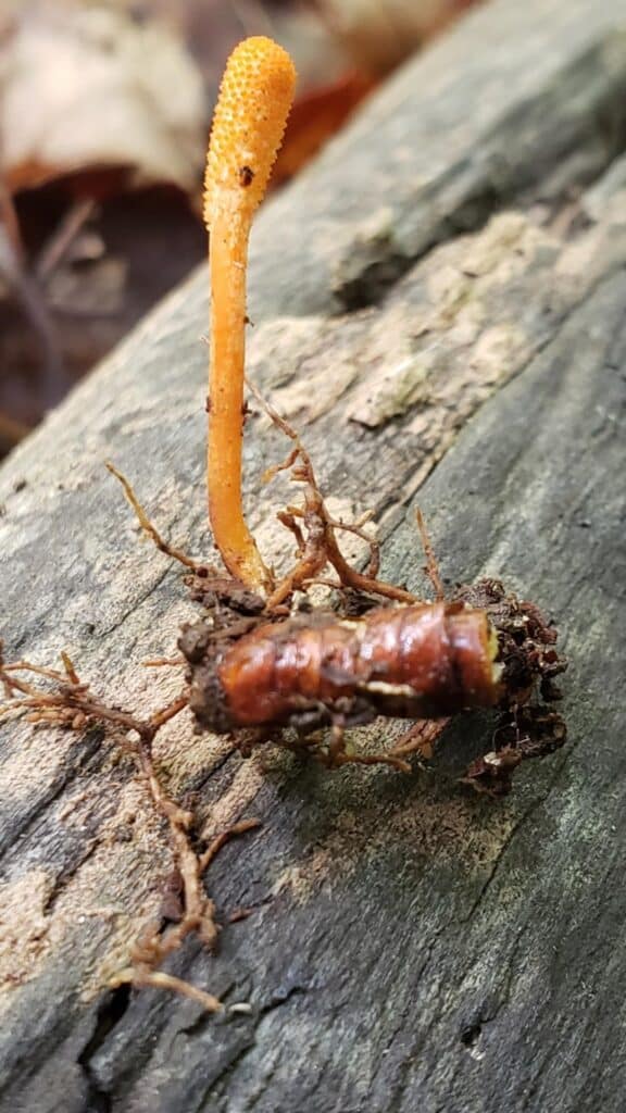 Guide to the Cordyceps Mushrooms of North America - Mushroom Appreciation