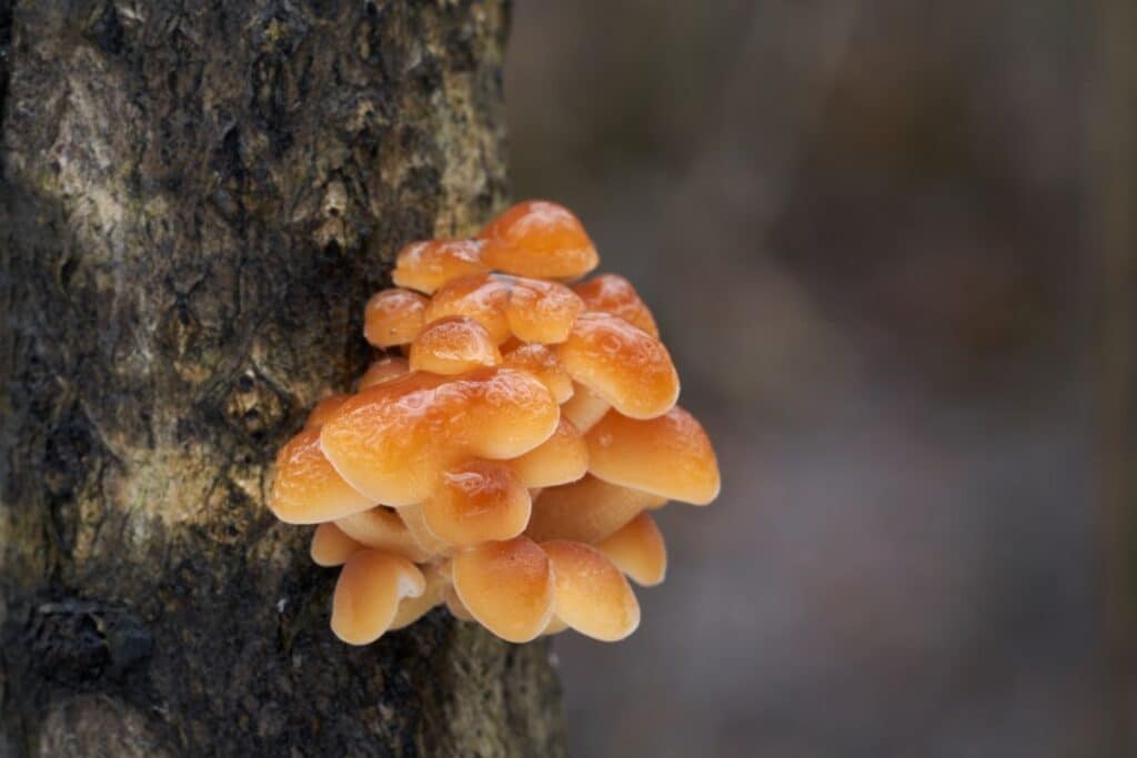 The Two Enoki Mushrooms: Foraging, Identification, and Cultivation ...
