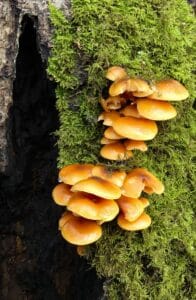 The Two Enoki Mushrooms: Foraging, Identification, and Cultivation ...
