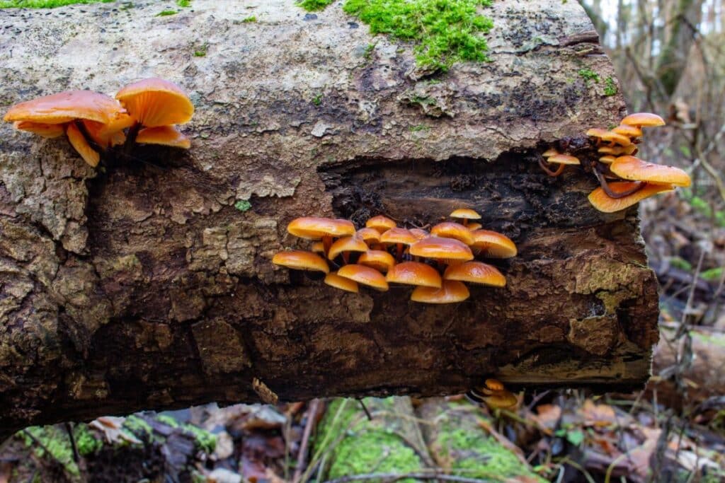 The Two Enoki Mushrooms: Foraging, Identification, and Cultivation ...