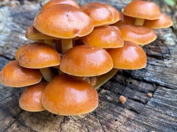 The Two Enoki Mushrooms: Foraging, Identification, and Cultivation ...