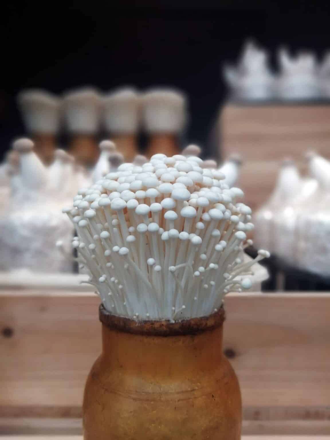 The Two Enoki Mushrooms: Foraging, Identification, and Cultivation ...