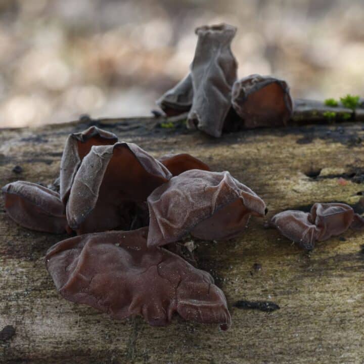 Wood Ear Mushrooms: Identification, Foraging, and Lookalikes - Mushroom ...