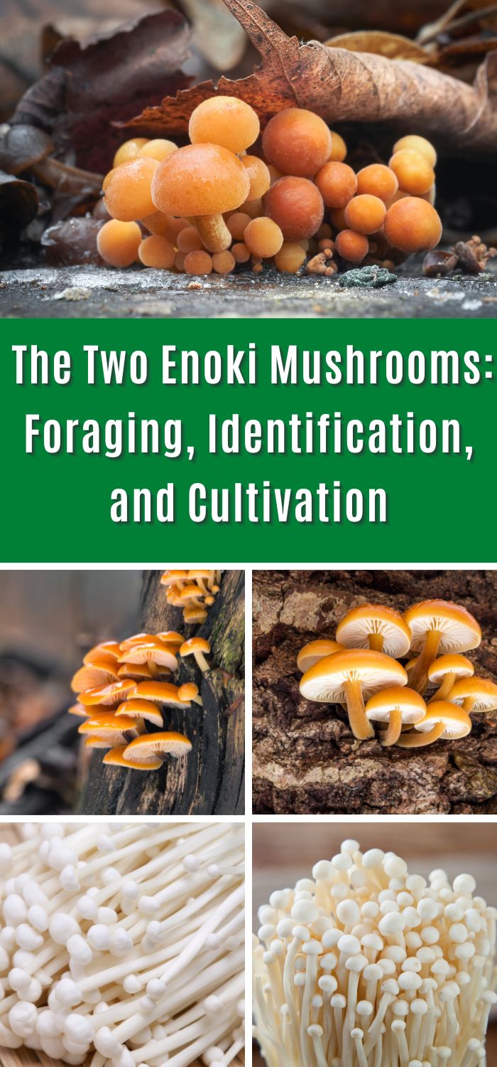 The Two Enoki Mushrooms: Foraging, Identification, and Cultivation ...