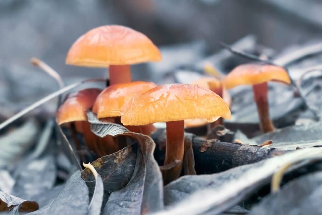 The Two Enoki Mushrooms Foraging Identification And Cultivation Mushroom Appreciation