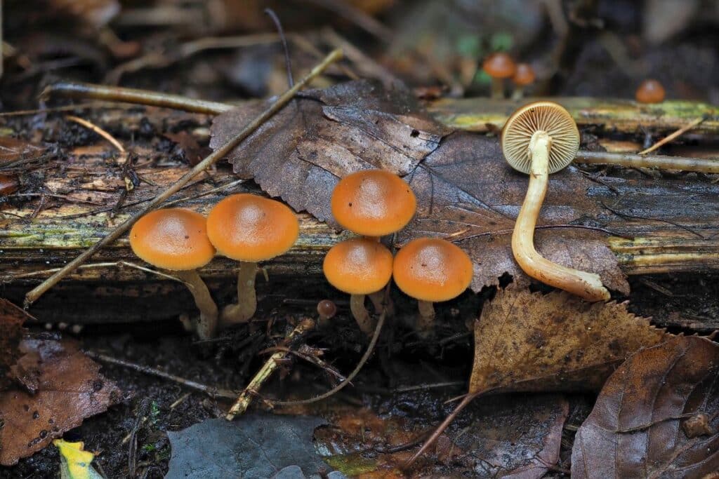 Little Brown Mushrooms and The Deadly Galerina - Mushroom Appreciation
