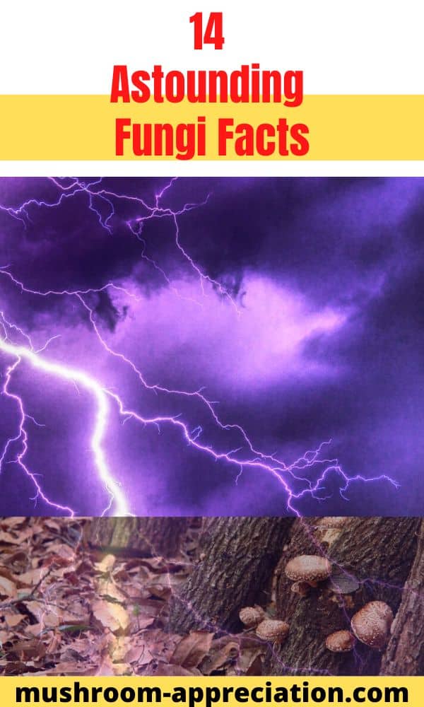 14 Astounding Fungi Facts - Mushroom Appreciation