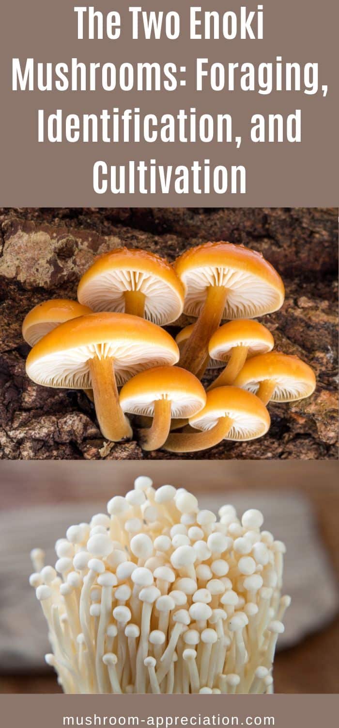 The Two Enoki Mushrooms: Foraging, Identification, and Cultivation ...
