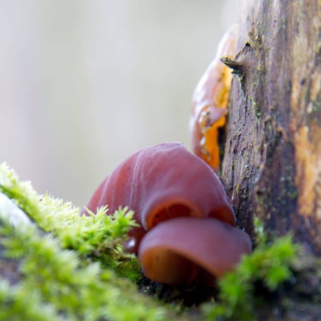 Wood Ear Mushrooms: Identification, Foraging, and Lookalikes - Mushroom ...