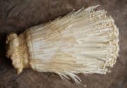 The Two Enoki Mushrooms: Foraging, Identification, and Cultivation ...