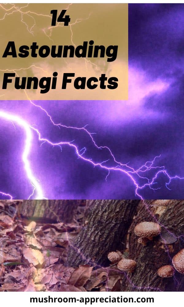 14 Astounding Fungi Facts - Mushroom Appreciation