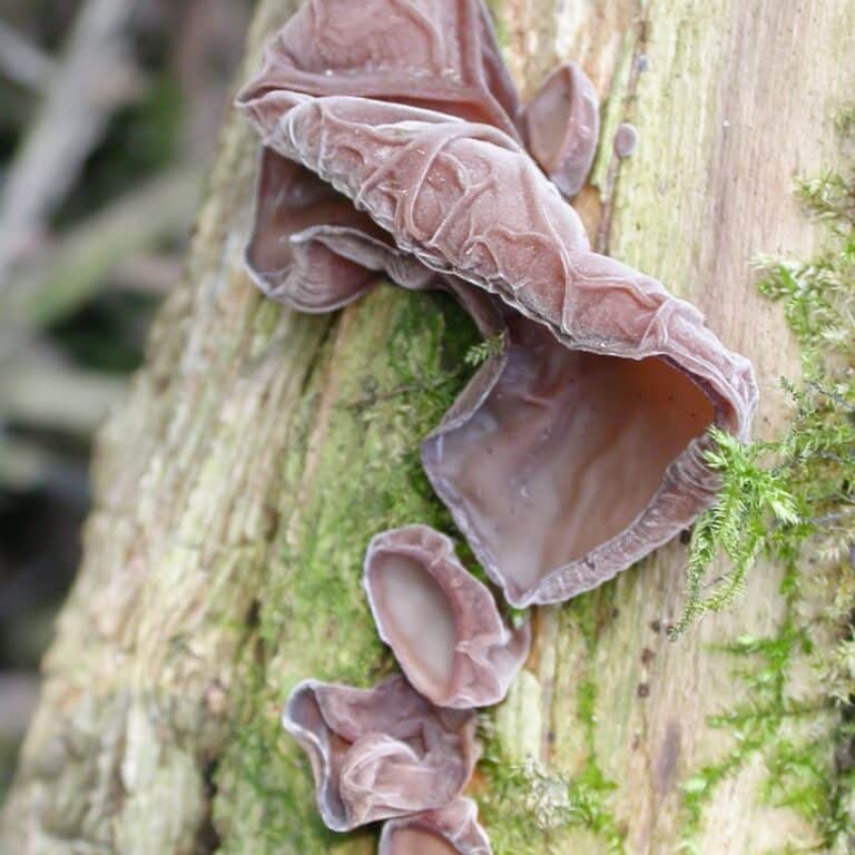 Wood Ear Mushrooms: Identification, Foraging, and Lookalikes - Mushroom ...
