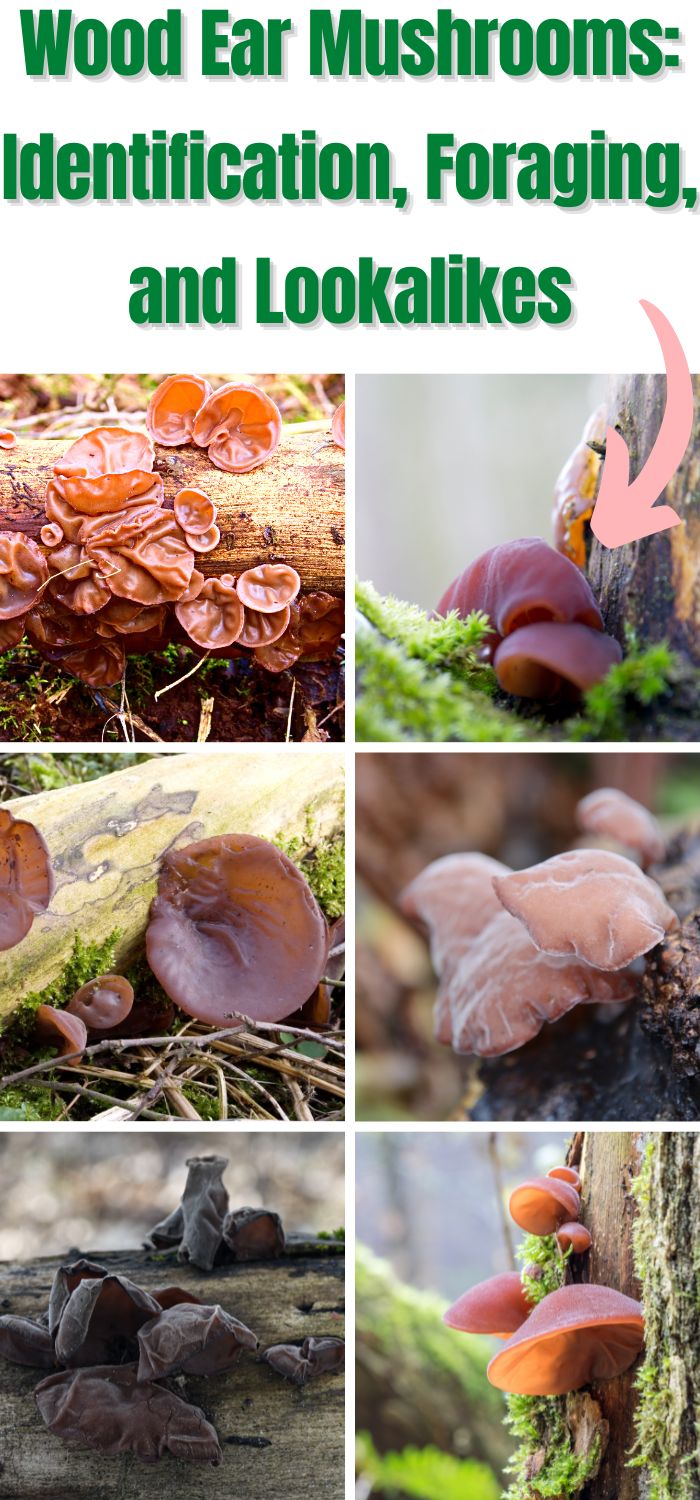 Wood Ear Mushrooms: Identification, Foraging, and Lookalikes - Mushroom ...
