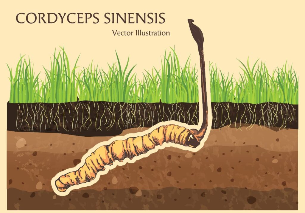 Guide To The Cordyceps Mushrooms Of North America Mushroom Appreciation