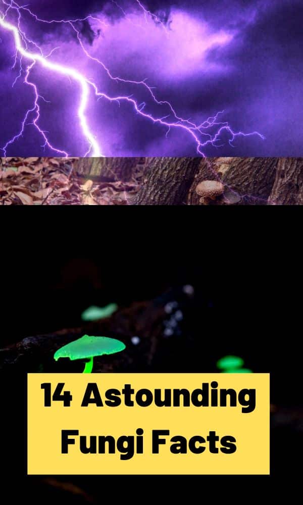 14 Astounding Fungi Facts - Mushroom Appreciation