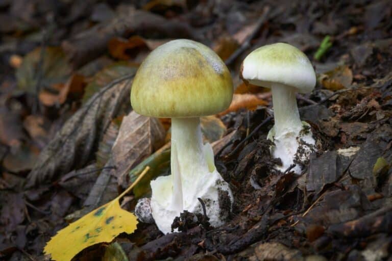 How to Use the Nibble and Spit Test for Mushroom Identification ...