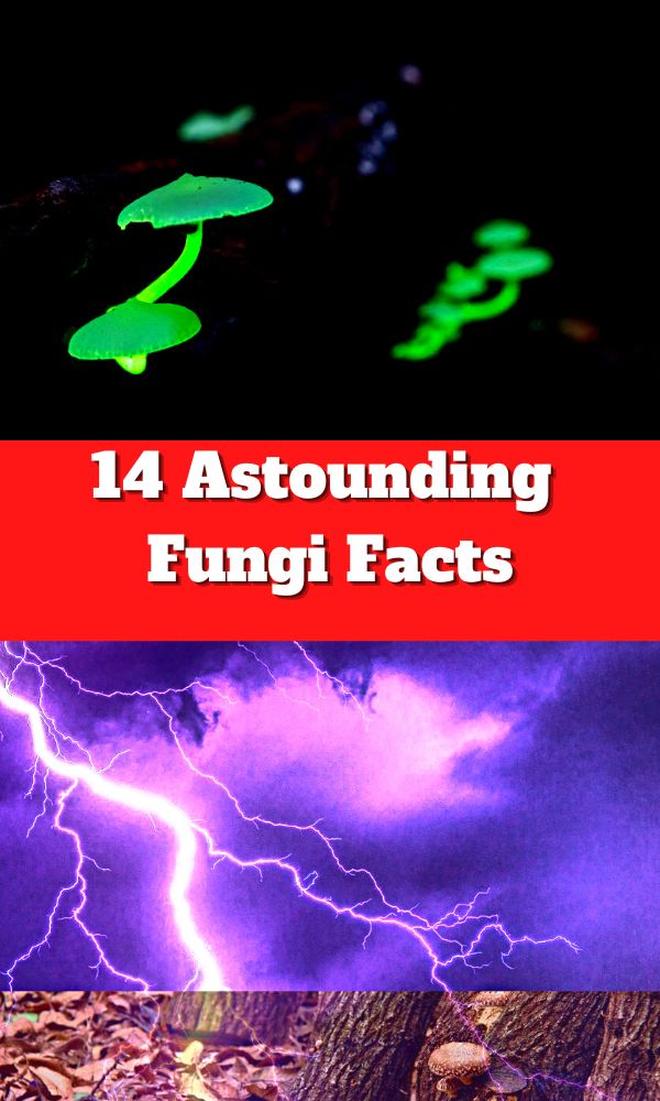 14 Astounding Fungi Facts - Mushroom Appreciation