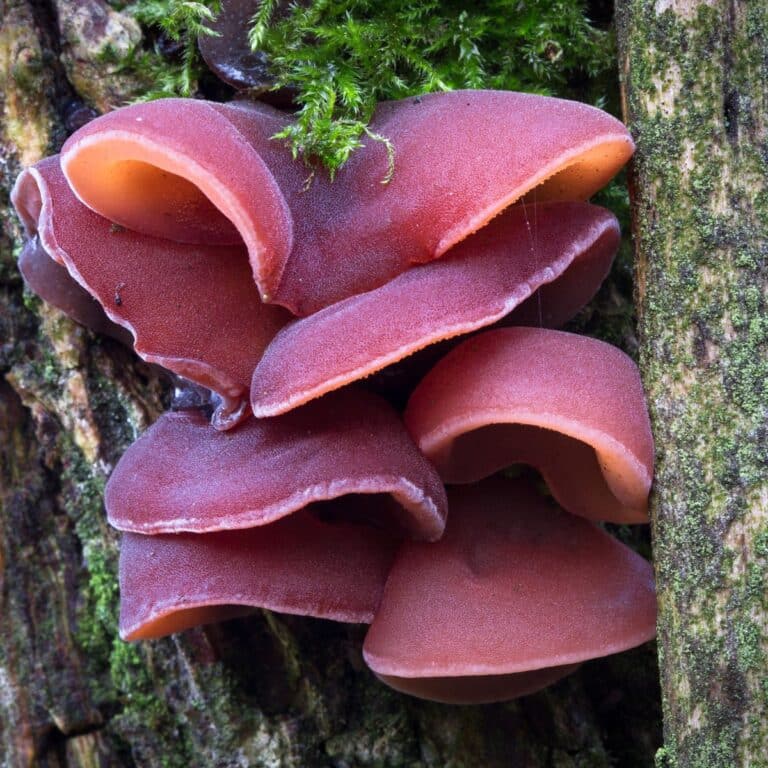 Wood Ear Mushrooms: Identification, Foraging, and Lookalikes - Mushroom ...