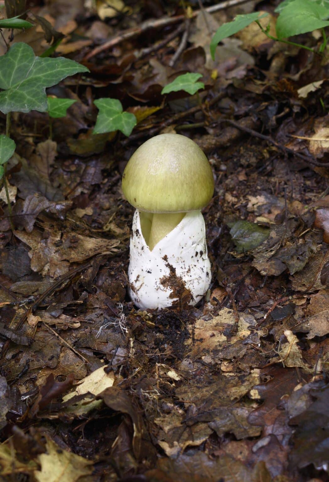 The Death Cap and Other Poisonous Amanita Mushrooms - Mushroom Appreciation