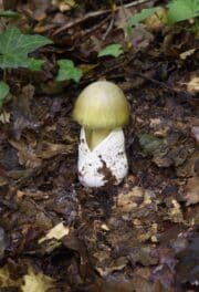 The Death Cap and Other Poisonous Amanita Mushrooms - Mushroom Appreciation