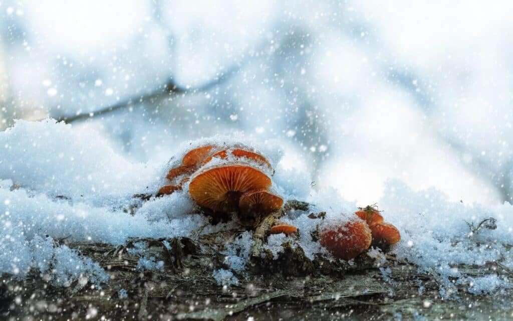 Winter Mushroom Foraging, By Region - Mushroom Appreciation