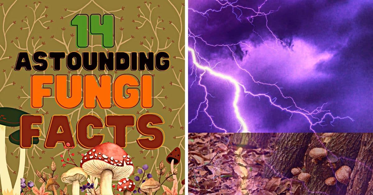 14 Astounding Fungi Facts - Mushroom Appreciation