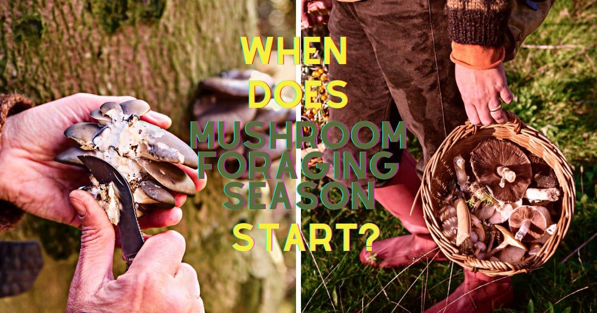 When Does Mushroom Foraging Season Start? - Mushroom Appreciation