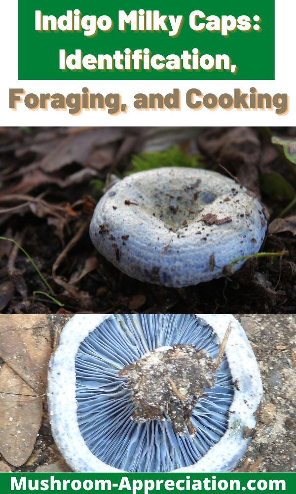 Indigo Milky Caps: Identification, Foraging, and Cooking - Mushroom ...
