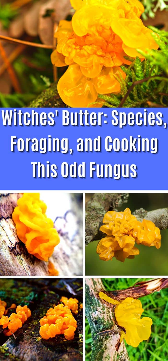 Witches' Butter: Species, Foraging, and Cooking This Odd Fungus ...