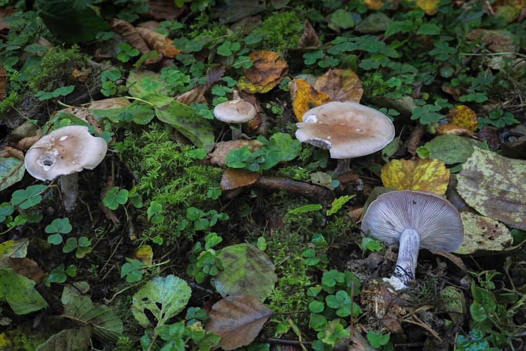 Wood Blewit: Identification, Foraging, and Cooking The Purple Nudist ...