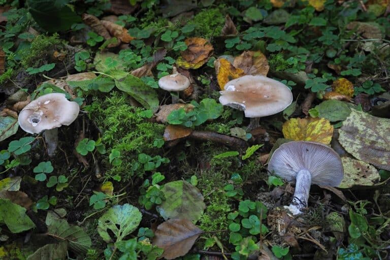 Wood Blewit: Identification, Foraging, and Cooking The Purple Nudist ...