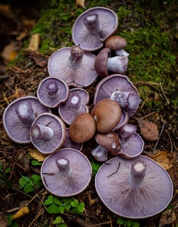 Wood Blewit: Identification, Foraging, and Cooking The Purple Nudist ...