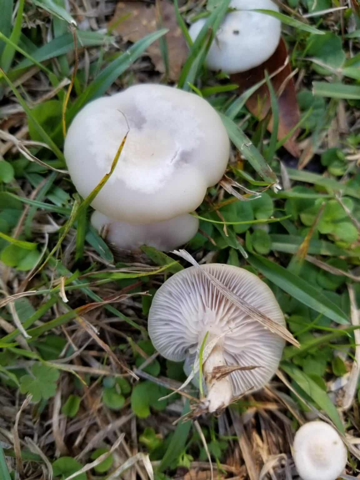Wood Blewit: Identification, Foraging, and Cooking The Purple Nudist ...