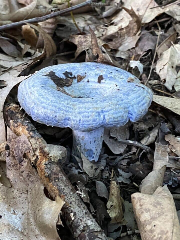 Indigo Milky Caps: Identification, Foraging, and Cooking - Mushroom Appreciation