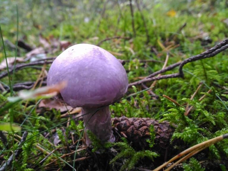 Wood Blewit: Identification, Foraging, and Cooking The Purple Nudist ...