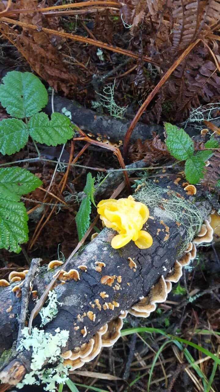 Witches' Butter: Species, Foraging, and Cooking This Odd Fungus ...