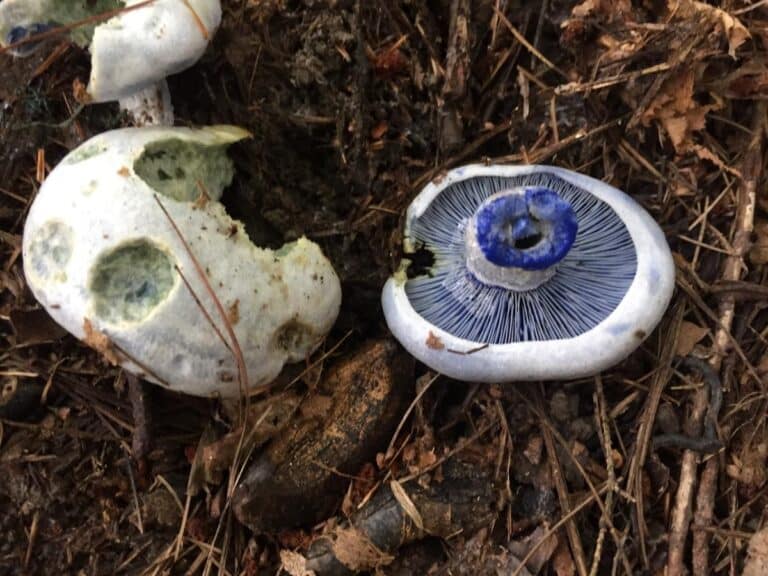 Indigo Milky Caps: Identification, Foraging, and Cooking - Mushroom ...