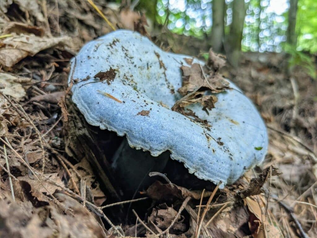 Indigo Milky Caps: Identification, Foraging, and Cooking - Mushroom ...