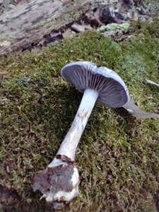 Indigo Milky Caps: Identification, Foraging, and Cooking - Mushroom ...