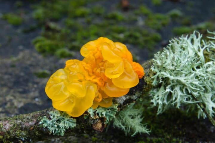 Witches' Butter: Species, Foraging, and Cooking This Odd Fungus ...