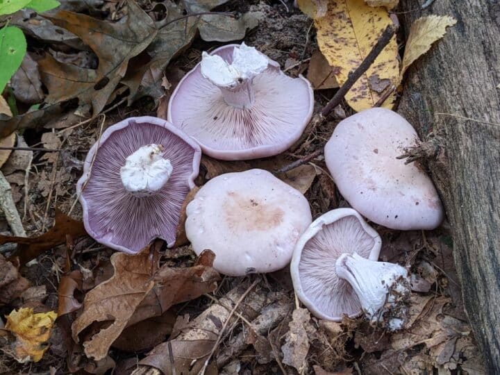 Indigo Milky Caps: Identification, Foraging, and Cooking - Mushroom ...