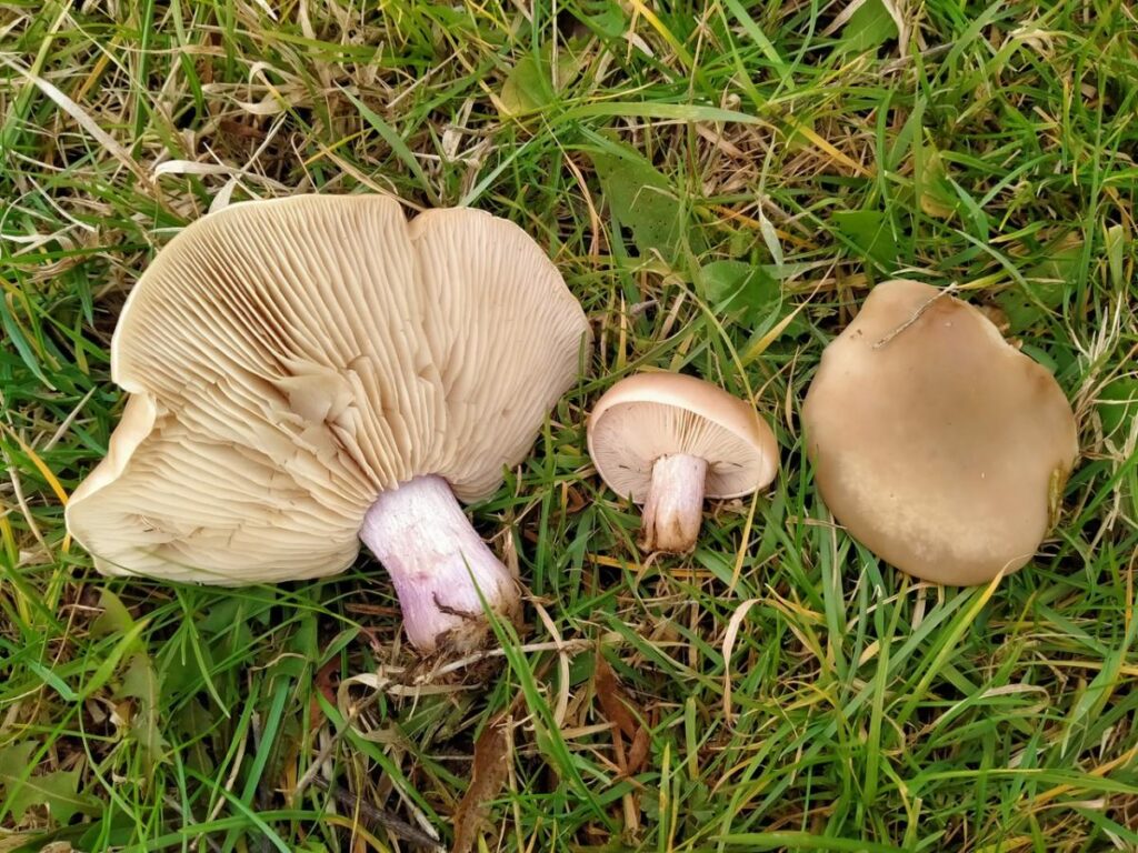 Wood Blewit: Identification, Foraging, and Cooking The Purple Nudist ...