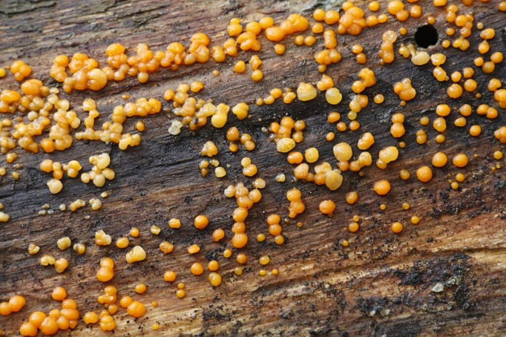 Witches' Butter: Species, Foraging, and Cooking This Odd Fungus ...