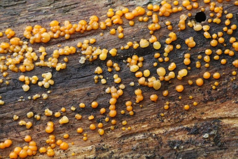 Witches' Butter: Species, Foraging, and Cooking This Odd Fungus ...