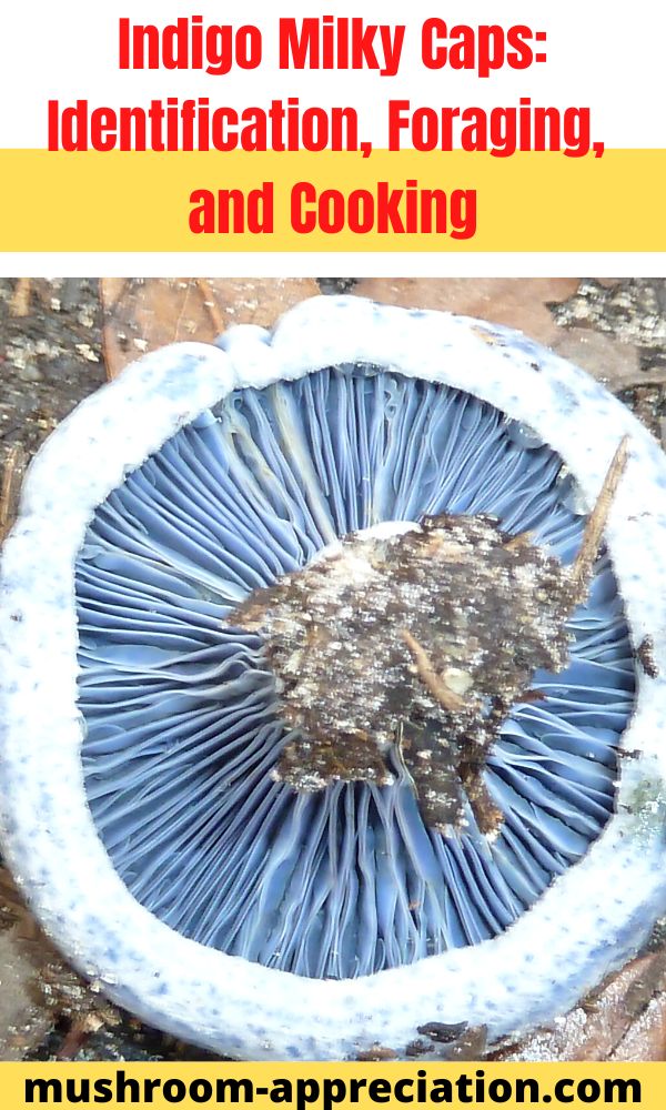 Indigo Milky Caps: Identification, Foraging, and Cooking - Mushroom ...