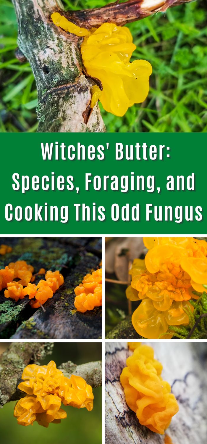 Witches' Butter: Species, Foraging, and Cooking This Odd Fungus ...