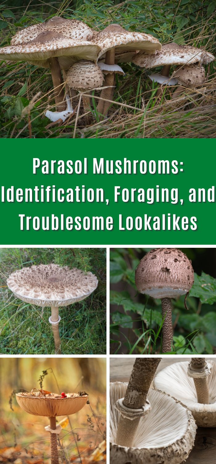 Parasol Mushrooms: Identification, Foraging, and Troublesome Lookalikes ...