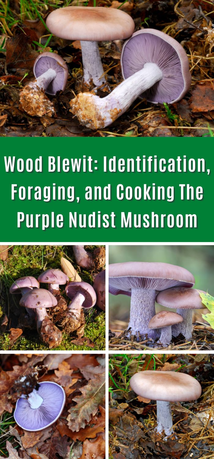 Wood Blewit: Identification, Foraging, and Cooking The Purple Nudist ...