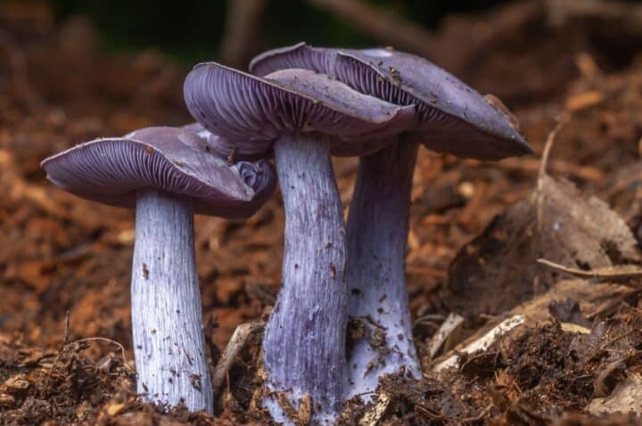 Wood Blewit: Identification, Foraging, and Cooking The Purple Nudist ...