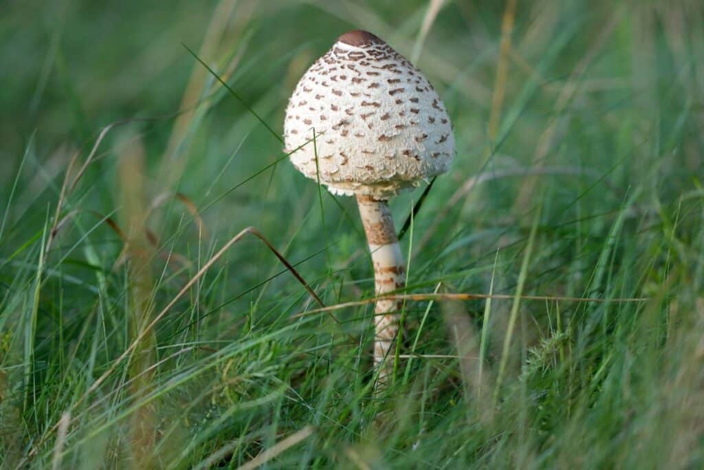 Shaggy Parasol: Identification, Foraging, and Cautions - Mushroom ...